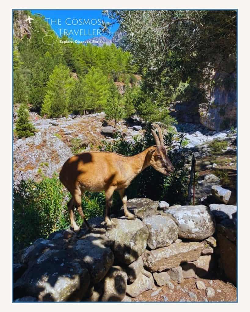 Is Hiking Samaria Gorge Worth It? 3 Hikes Later